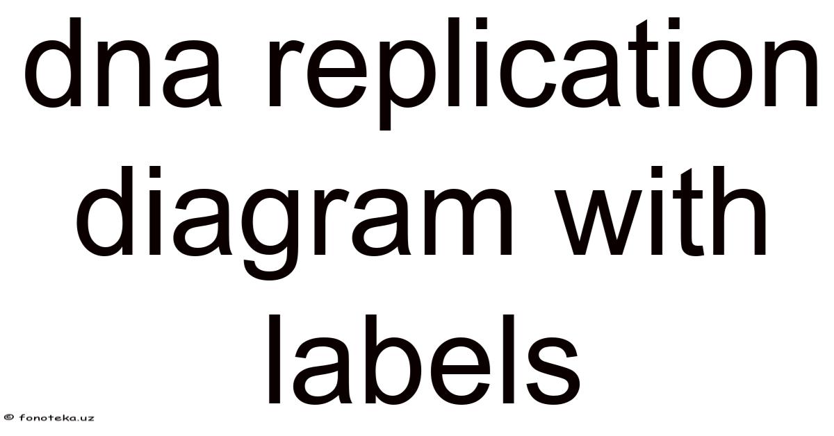 Dna Replication Diagram With Labels